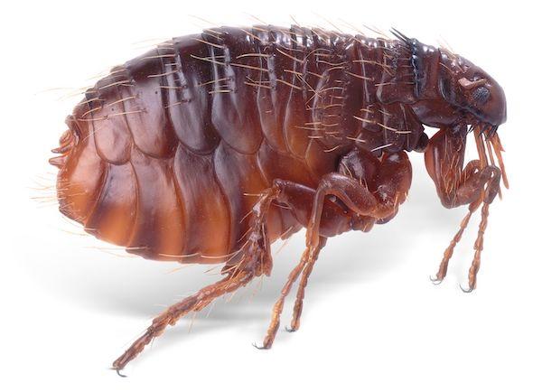 5th Edition Spells – Infestation | Dungeons & Dave, A D&D Blog