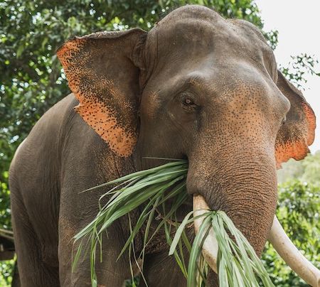 5th Edition Spells – Animal Friendship | Dungeons & Dave, A D&D Blog